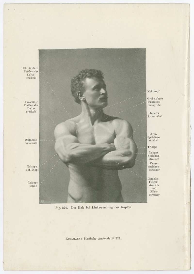 Anatomical drawing of Eugen Sandow | Rogue USA