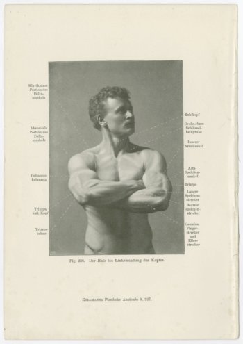 Anatomical drawing of Eugen Sandow | Rogue Fitness